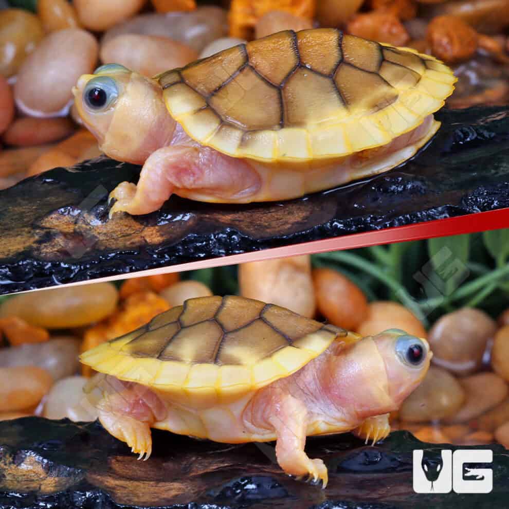 Baby Caramel Pink Red Ear Slider Turtle for Sale - Underground Reptiles
