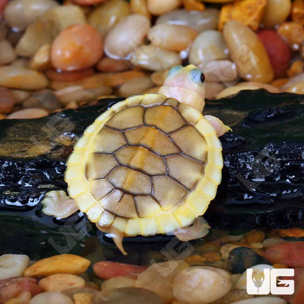 Baby Caramel Pink Red Ear Slider Turtle for Sale - Underground Reptiles