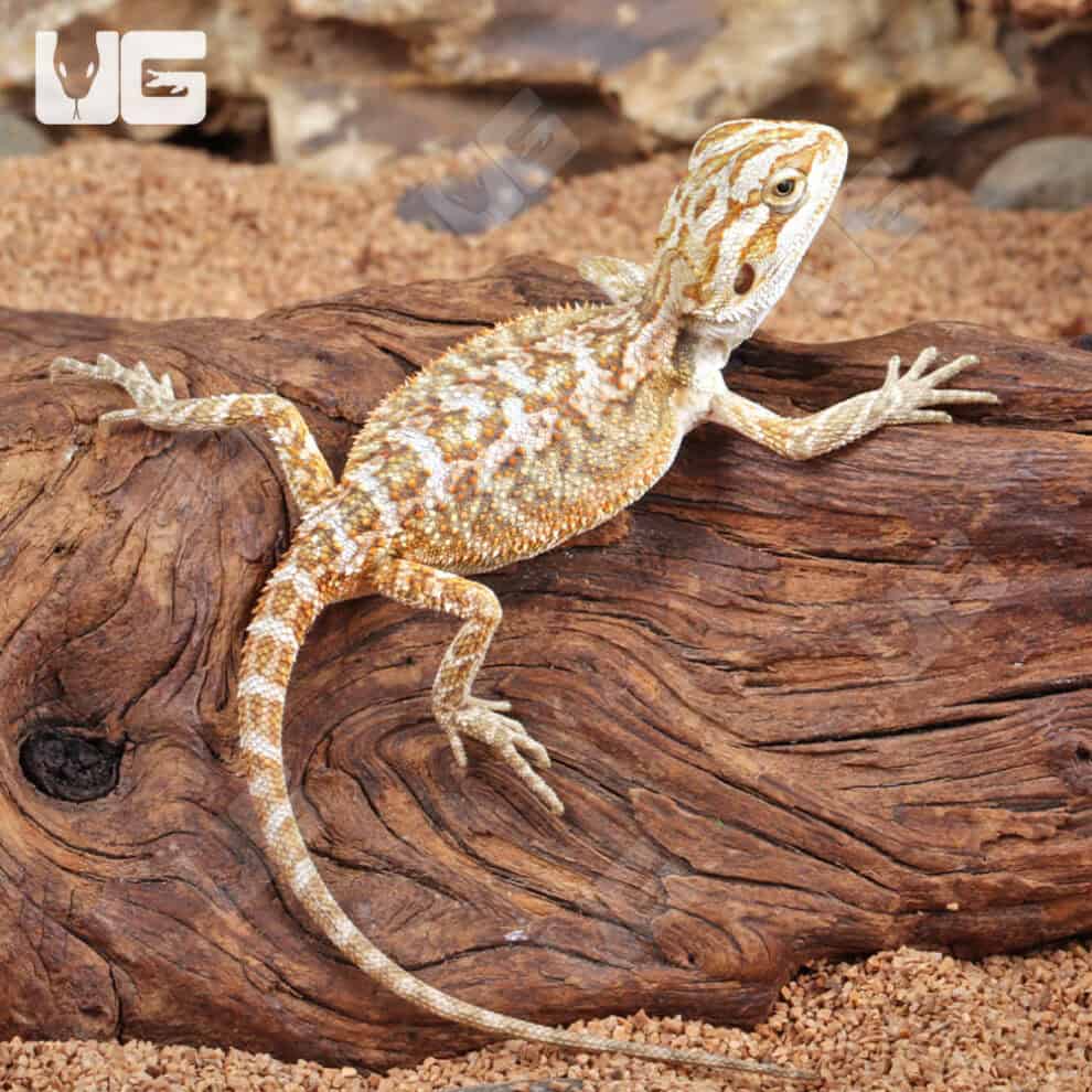 Auctions - Underground Reptiles