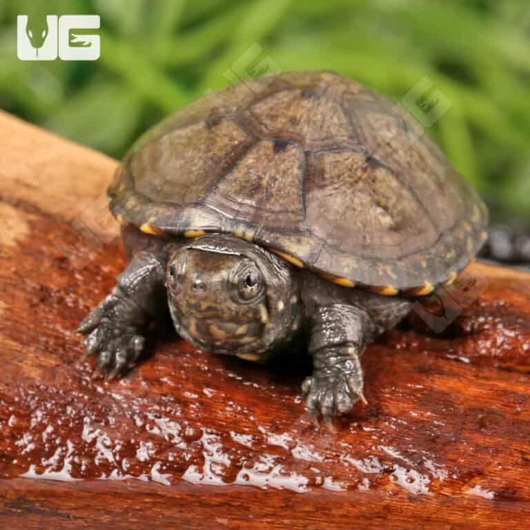Turtles For Sale - Underground Reptiles