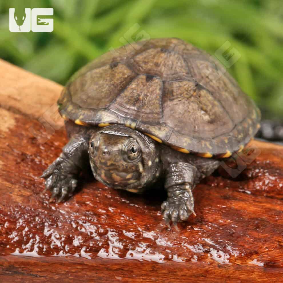 Turtles For Sale - Underground Reptiles