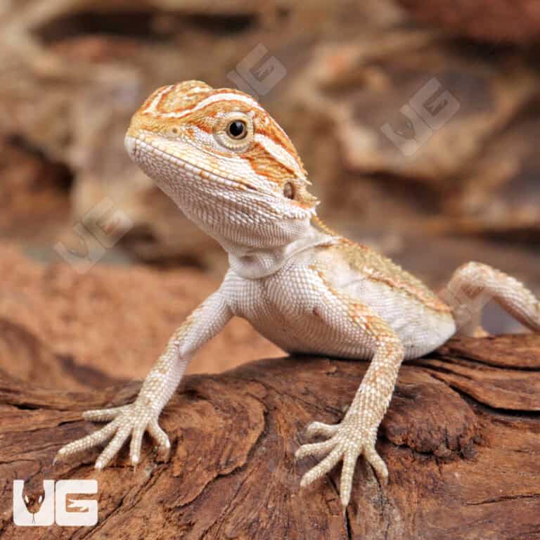 Baby Hypo Citrus Bearded Dragon (Pogona vitticeps) For Sale ...