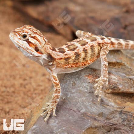 Baby Inferno Bearded Dragons - For Sale Underground Reptiles