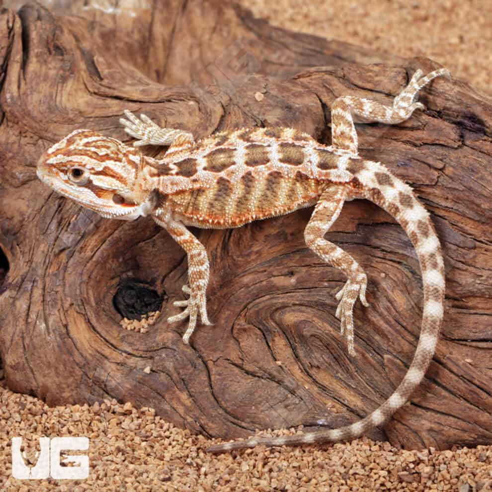 Baby Inferno Bearded Dragons - For Sale Underground Reptiles