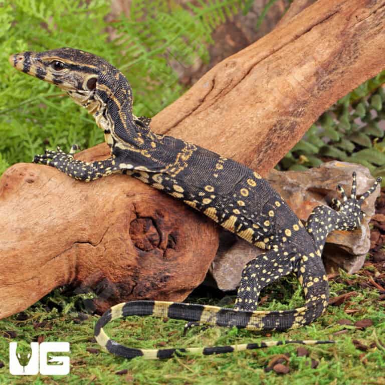 Monitors For Sale - Underground Reptiles