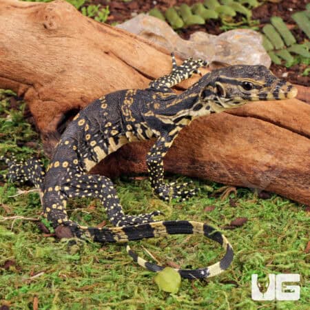 Baby Asian Water Monitors For Sale - Underground Reptiles