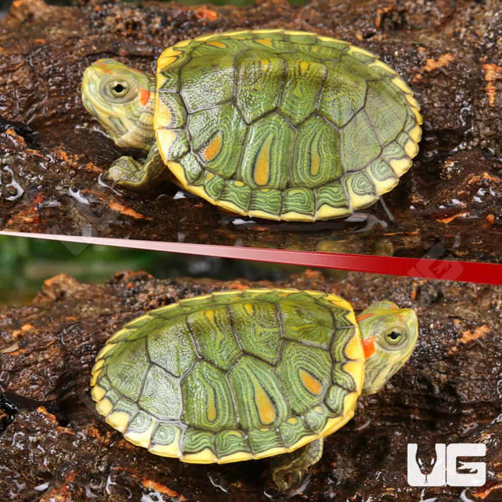 Baby Pastel Red Ear Slider Turtle For Sale - Underground Reptiles
