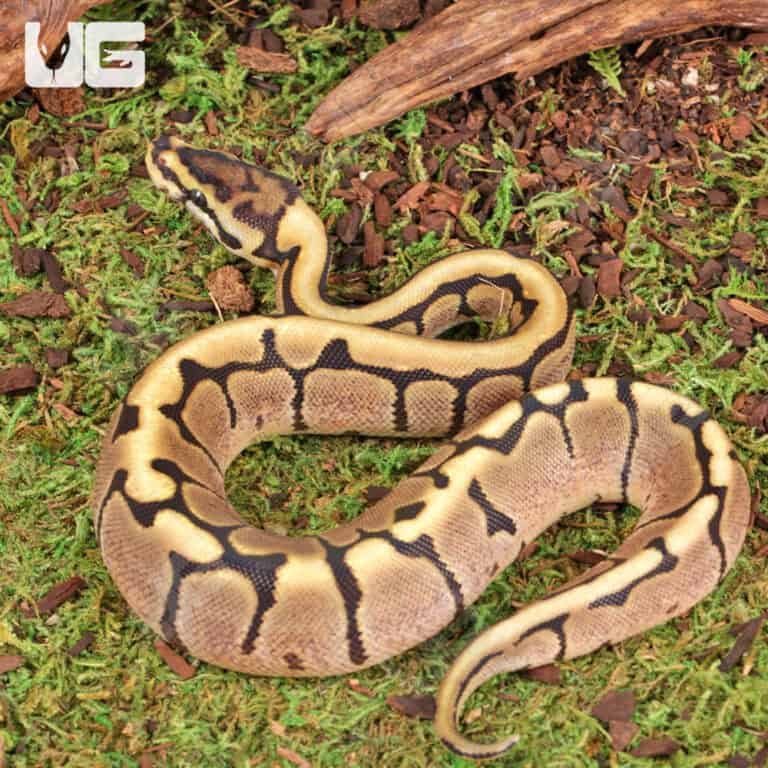 Baby Spider Ball Python For Sale - Underground Reptiles