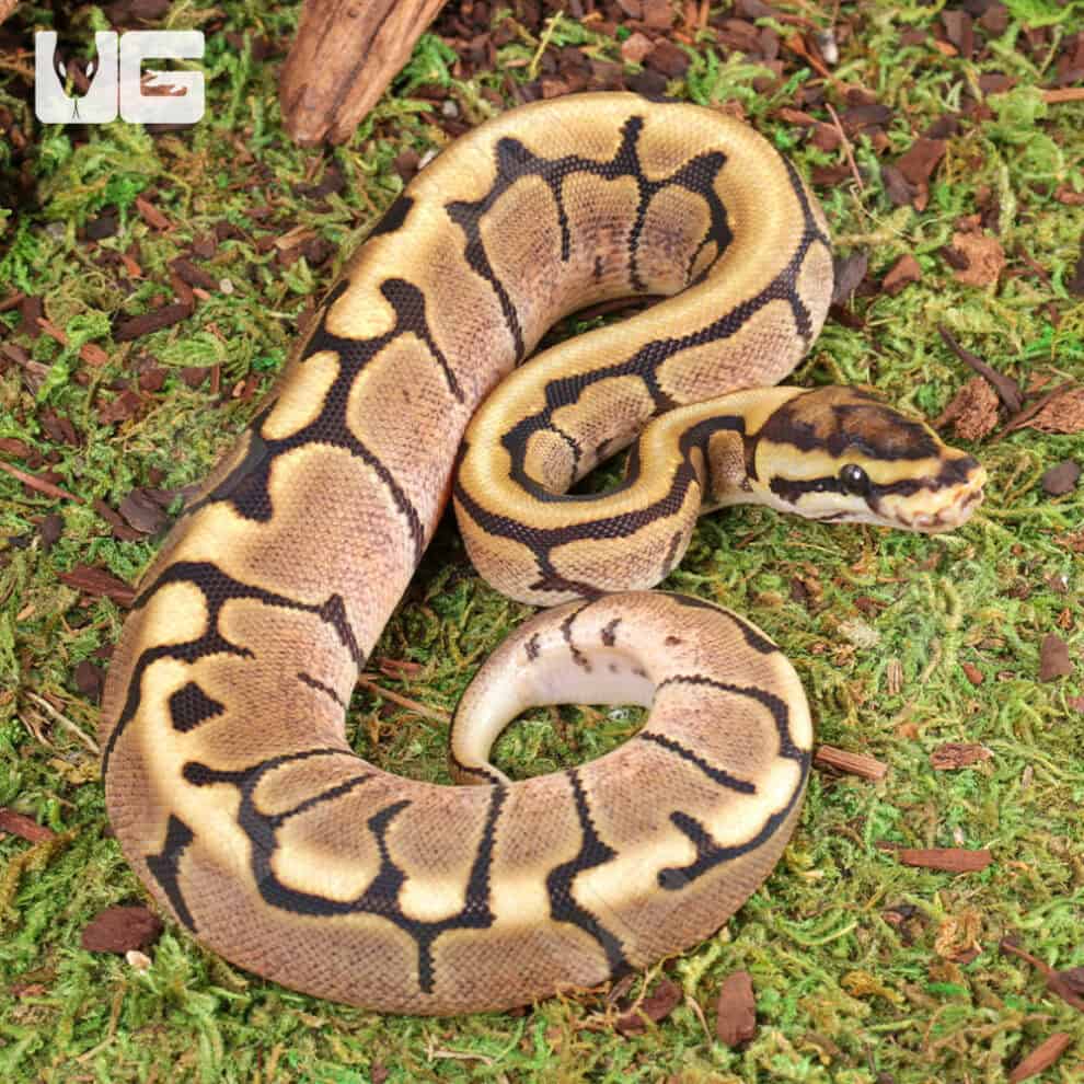 Baby Spider Ball Python For Sale - Underground Reptiles