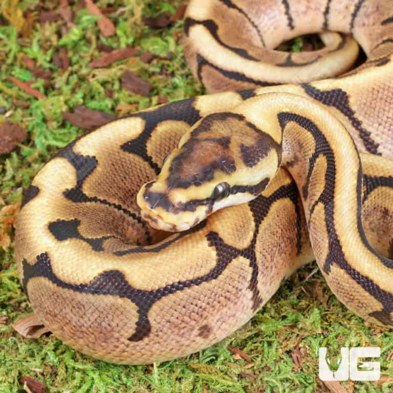 Baby Spider Ball Python For Sale - Underground Reptiles