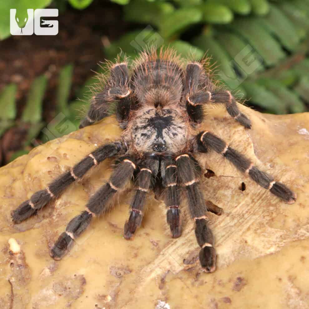 Tarantulas & Spiders Archives - Underground Reptiles