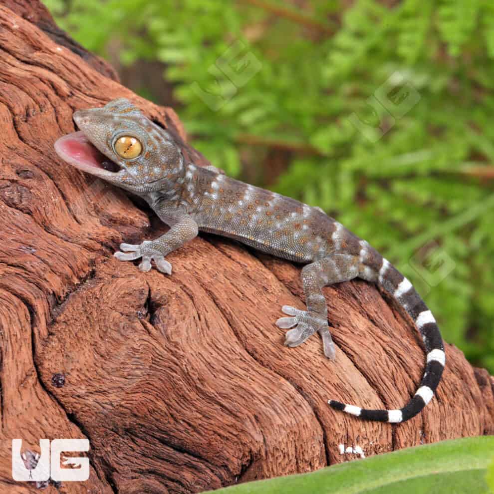 Tokay Geckos For Sale - Underground Reptiles