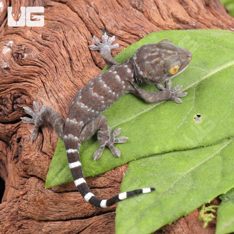 Tokay Geckos For Sale - Underground Reptiles