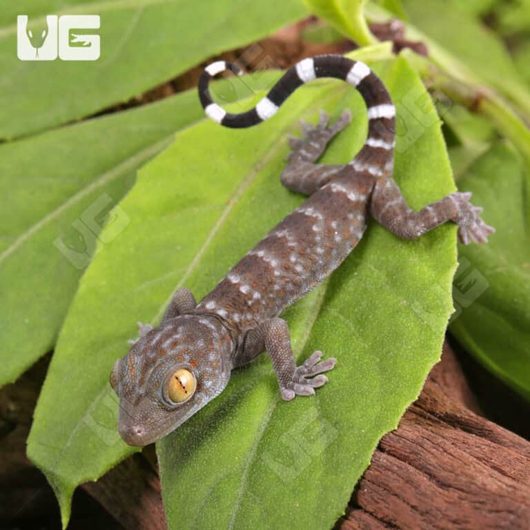 Other Geckos For Sale - Underground Reptiles