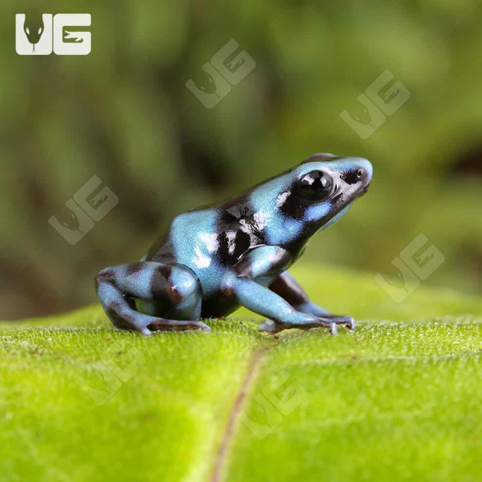 Dart Frogs and Mantellas For Sale - Underground Reptiles