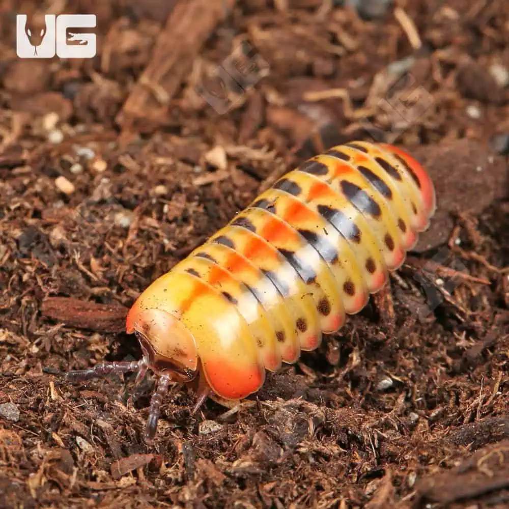 Candy Corn Pill Millipede (Rhopalomeris Carnifex) For Sale ...
