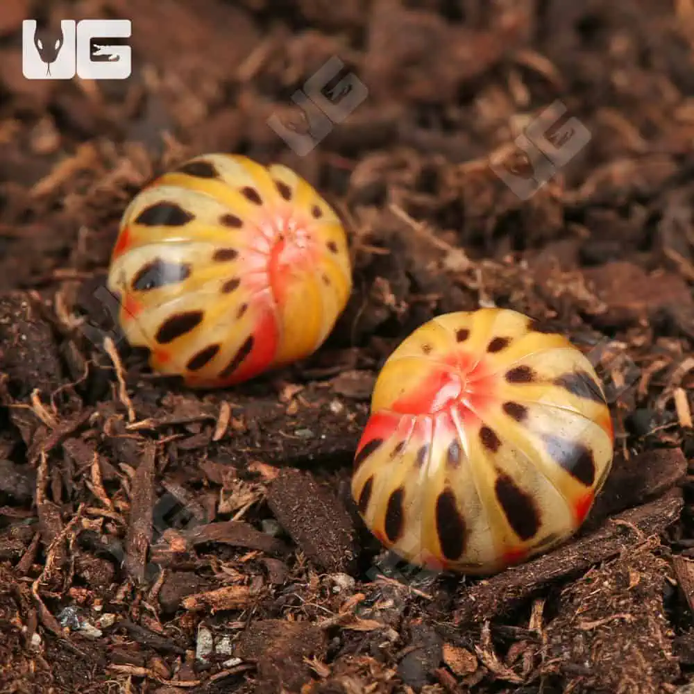 Candy Corn Pill Millipede (Rhopalomeris Carnifex) For Sale ...
