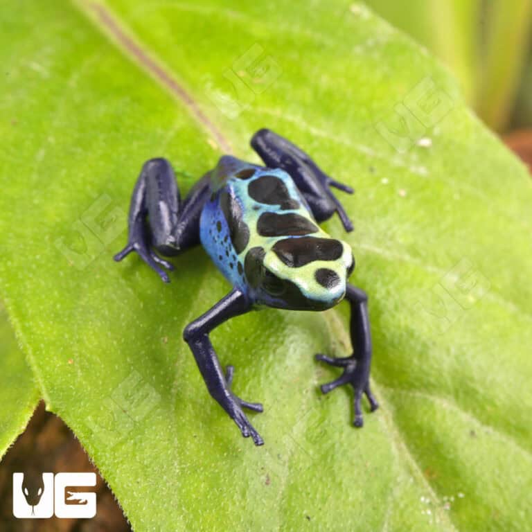 Dart Frogs and Mantellas For Sale - Underground Reptiles