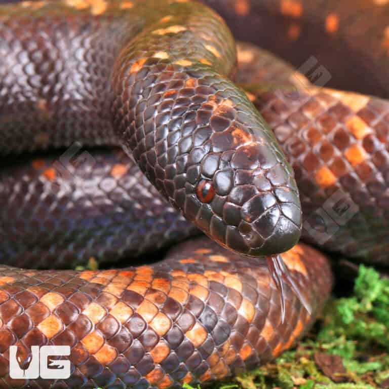 Calabar Pythons (Calabaria reinhardtii) For Sale - Underground Reptiles