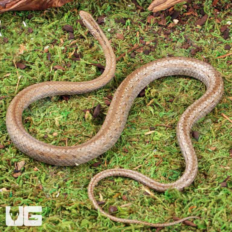 Common Big Eye Snakes (Mimophis mahfalensis) For Sale - Underground ...