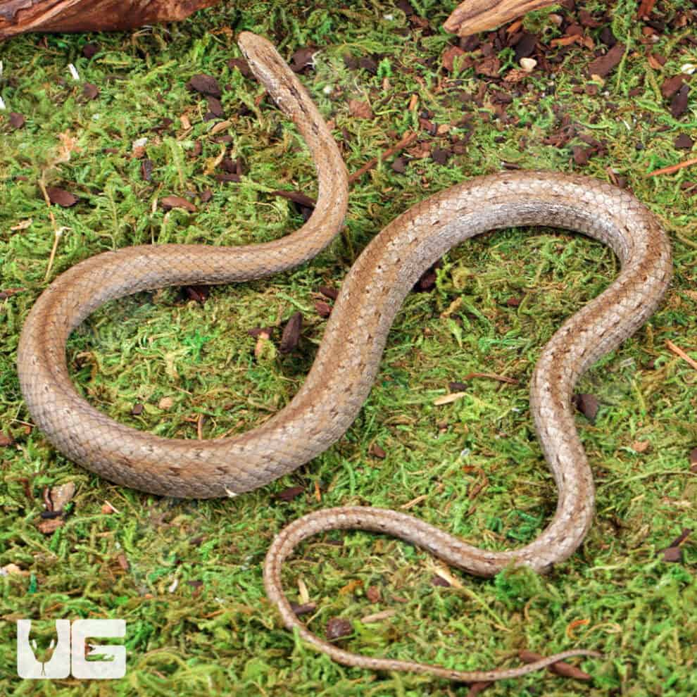 Common Big Eye Snakes (Mimophis mahfalensis) For Sale - Underground ...