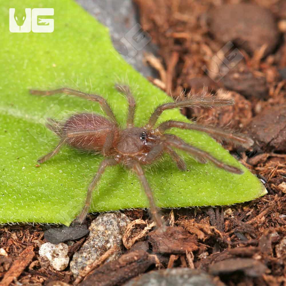 Tarantulas & Spiders Archives - Page 3 of 36 - Underground Reptiles