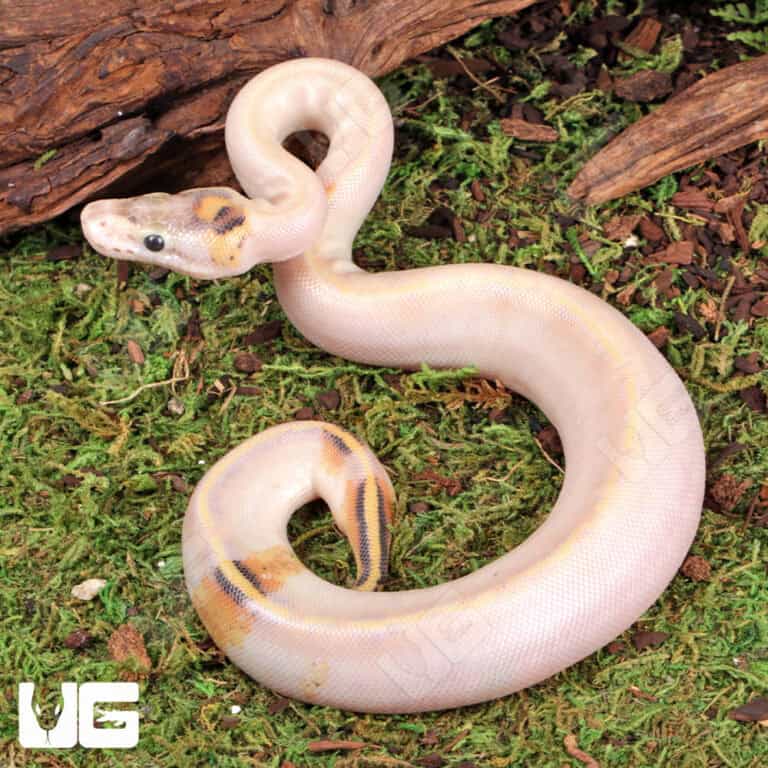 Baby Ivory Paradox Ball Python For Sale - Underground Reptiles