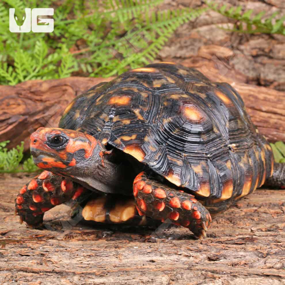 Sub Adult Cherryhead Redfoot Tortoises (Chelonoidis carbonaria) For ...