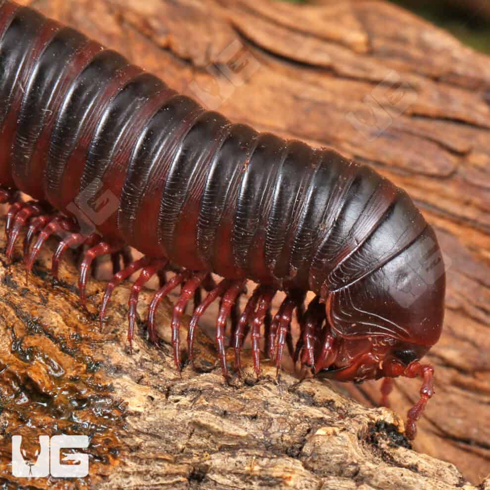 Giant African Millipedes for sale - Underground Reptiles