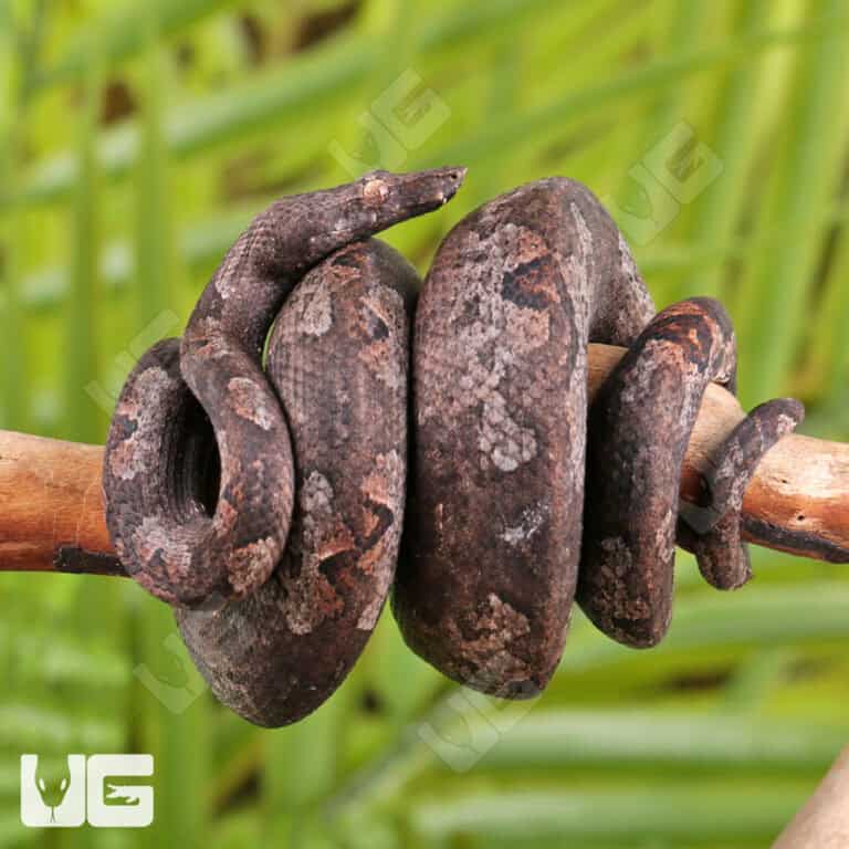 Boas For Sale - Underground Reptiles