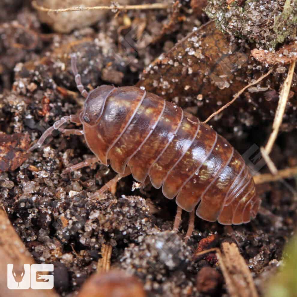 Isopods For Sale - Underground Reptiles