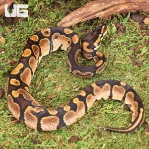 New Reptiles & Amphibians - Underground Reptiles