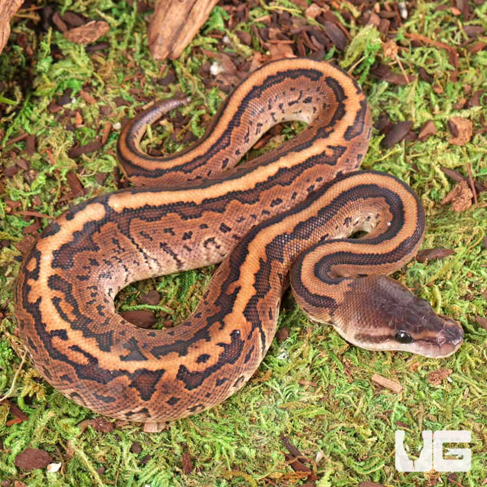 Baby Cinnamon Pinstripe Ball Python For Sale - Underground Reptiles