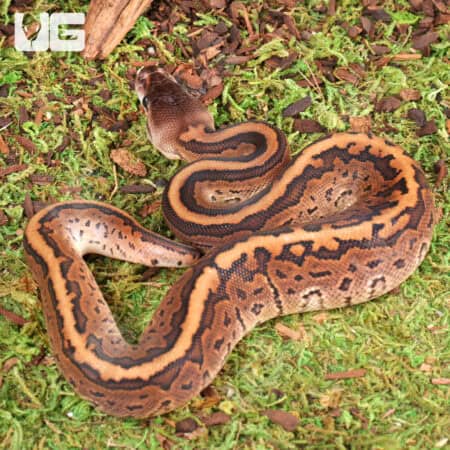 Ball Pythons For Sale - Underground Reptiles