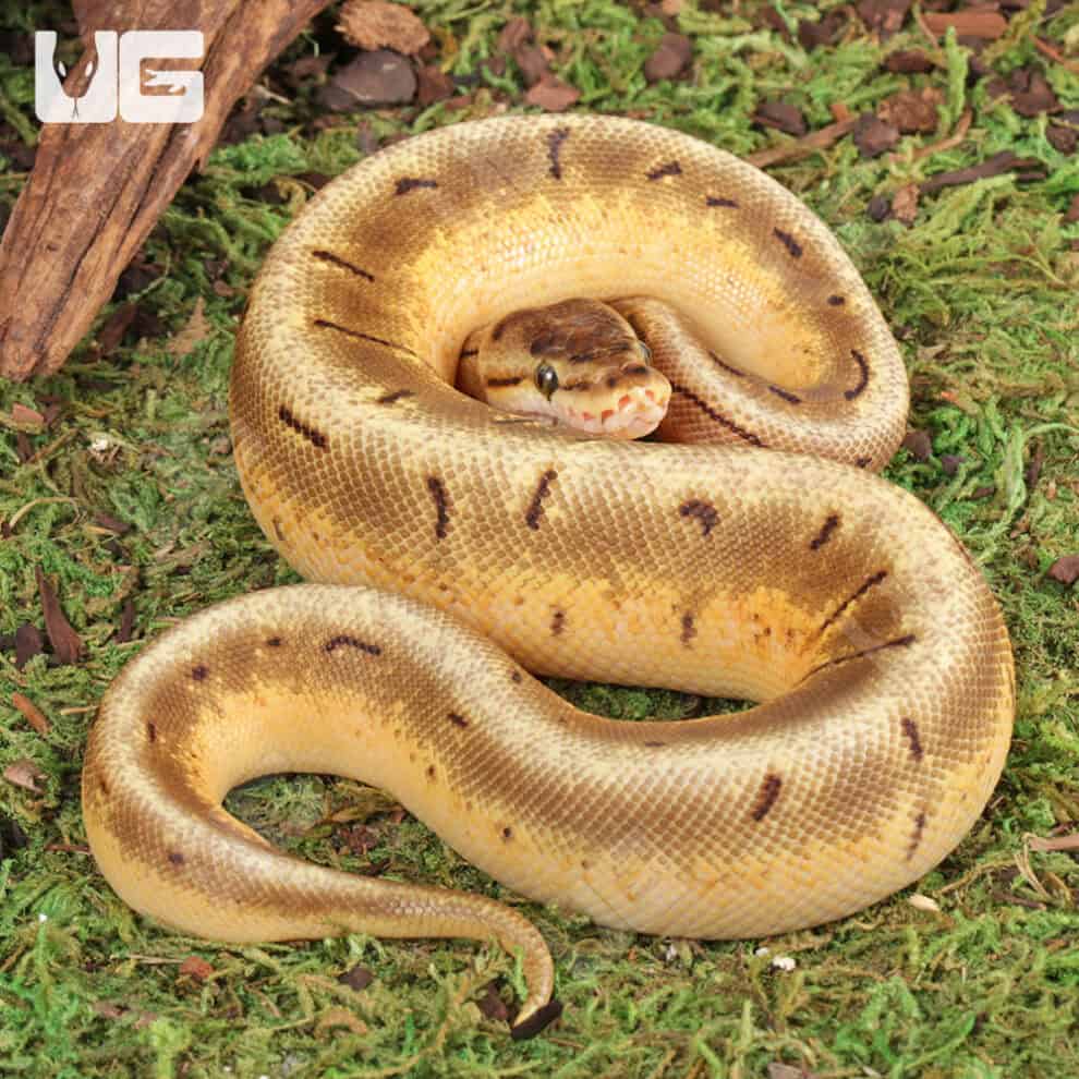 Ball Pythons For Sale - Underground Reptiles