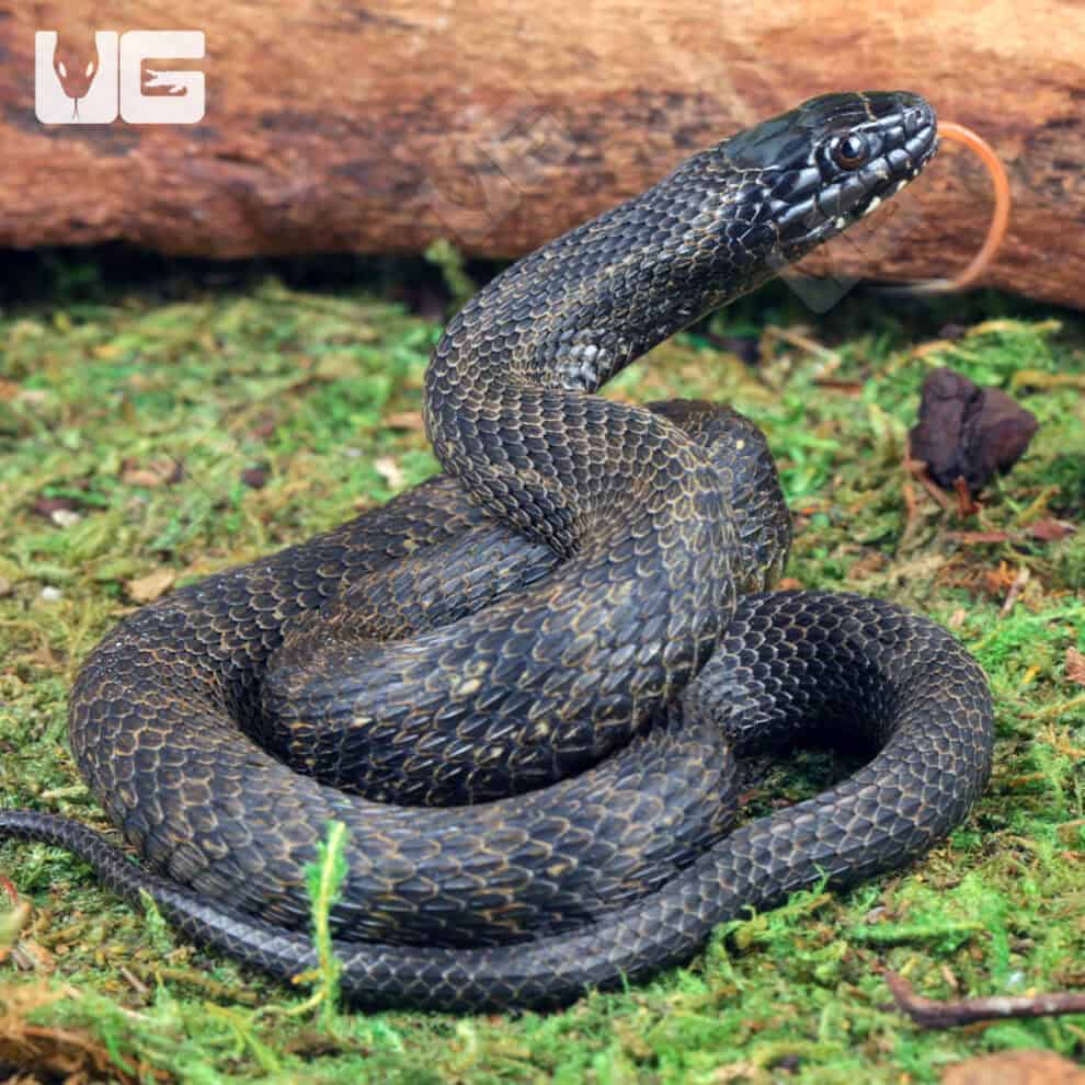 Mangrove Salt Marsh Snakes (Nerodia clarkii) For Sale - Underground ...