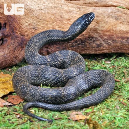 Mangrove Salt Marsh Snakes (Nerodia clarkii) For Sale - Underground ...