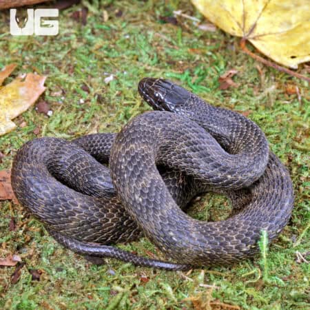 Mangrove Salt Marsh Snakes (Nerodia clarkii) For Sale - Underground ...
