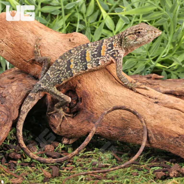 Monkey Anole For Sale - Underground Reptiles