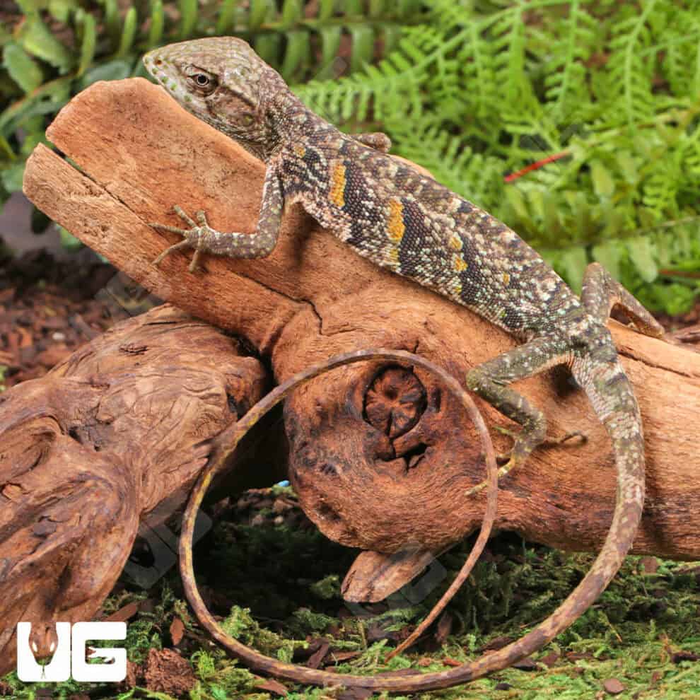 Monkey Anole For Sale - Underground Reptiles