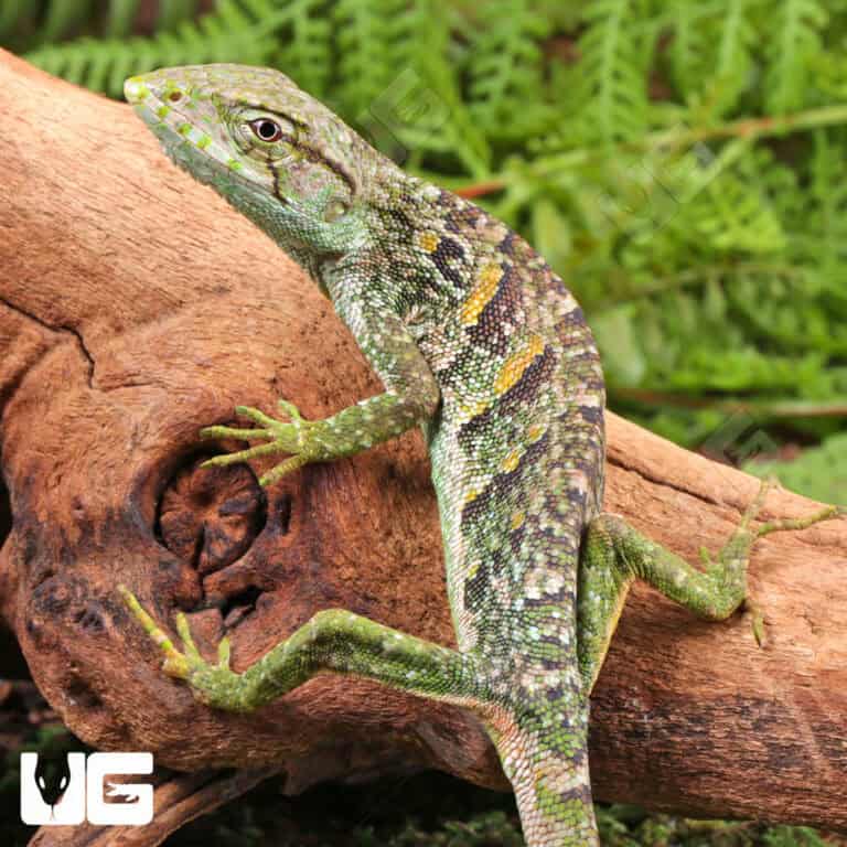 Monkey Anole For Sale - Underground Reptiles