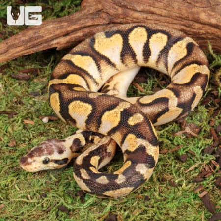 New Reptiles & Amphibians - Underground Reptiles