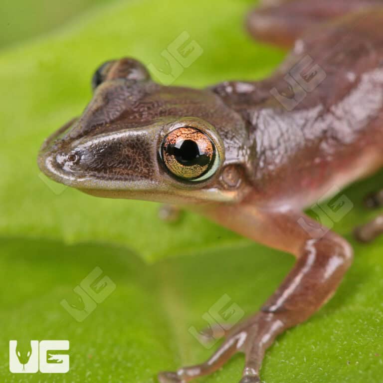 Amphibians for Sale - Frogs, Newts, Salamanders and More!