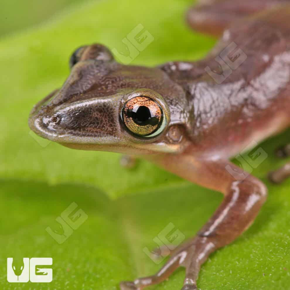 Tree Frogs For Sale - Underground Reptiles