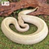 Snakes For Sale - Underground Reptiles