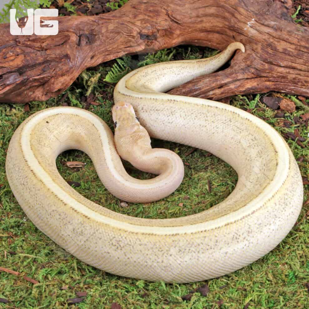 Ball Pythons For Sale - Underground Reptiles
