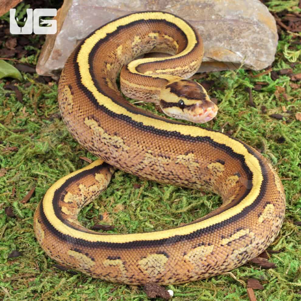 Ball Pythons For Sale - Underground Reptiles