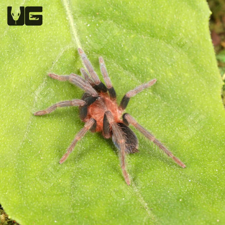 Trinidad Pink Tarantula (Holothele longipes) For Sale - Underground ...