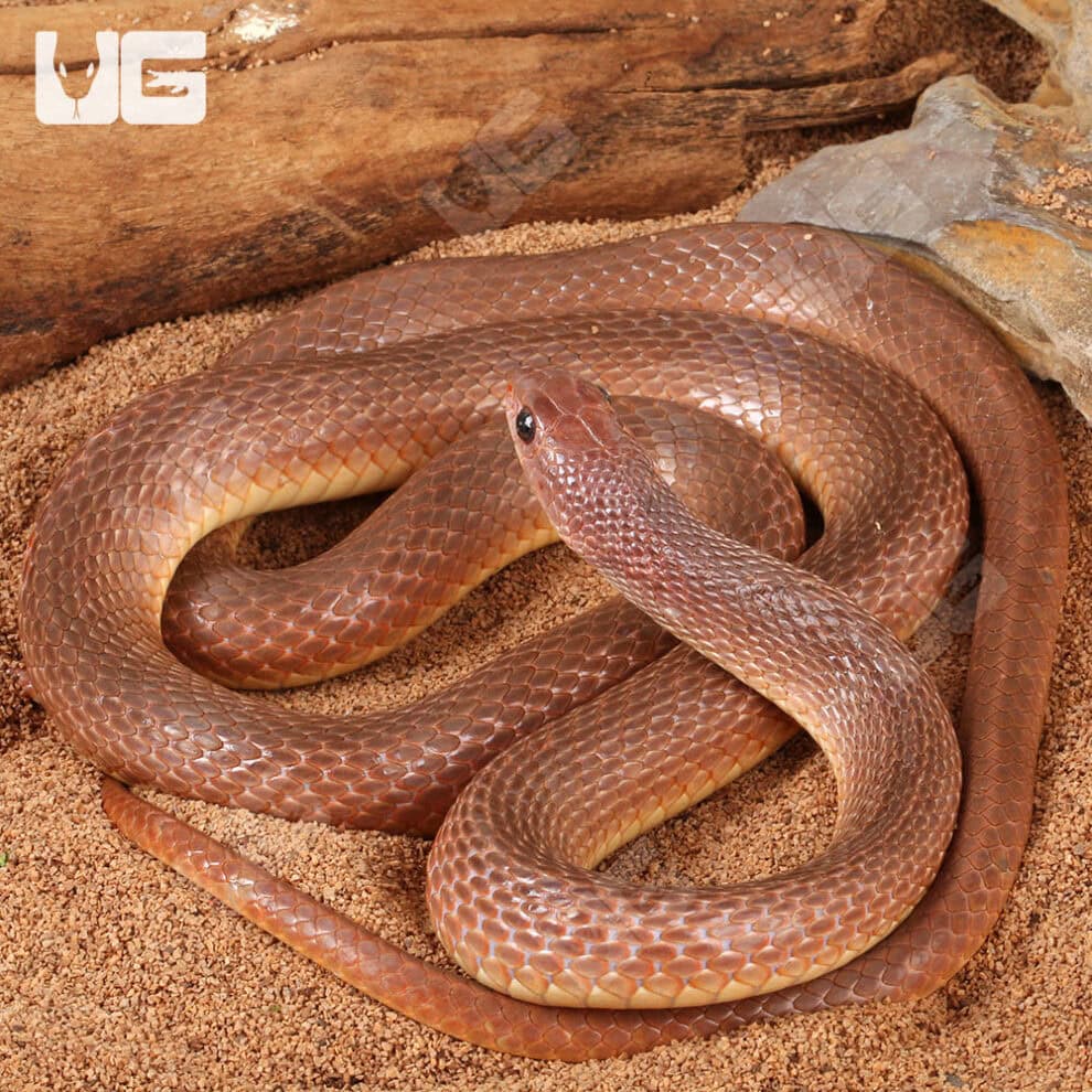 Red Beaked Snakes (Rhamphiophis oxyrhynchus) For Sale - Underground ...