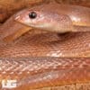 Red Beaked Snakes (Rhamphiophis oxyrhynchus) For Sale - Underground ...